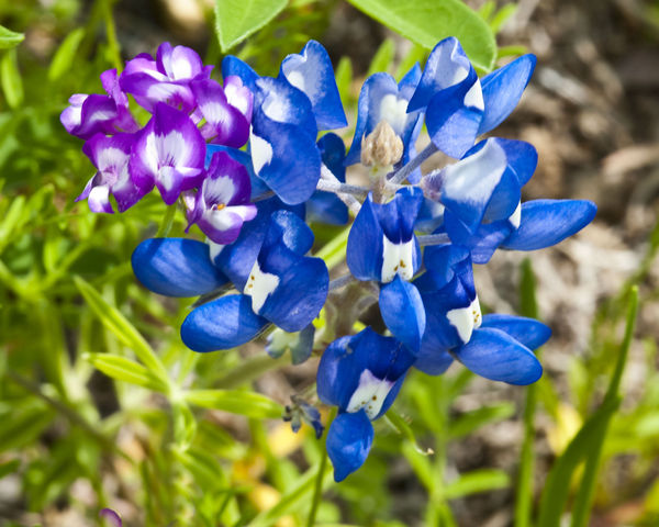 Bluebonnets: The Maroon Bluebonnet was developed by Texas A&M.