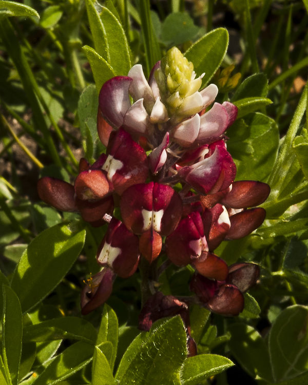Bluebonnets: The Maroon Bluebonnet was developed by Texas A&M.