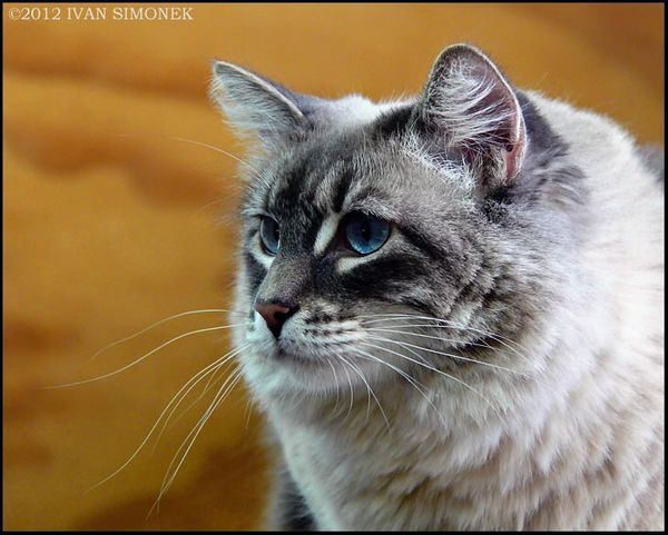Alaskan cats: Hello cat lovers,which one do you like the best (if any ...