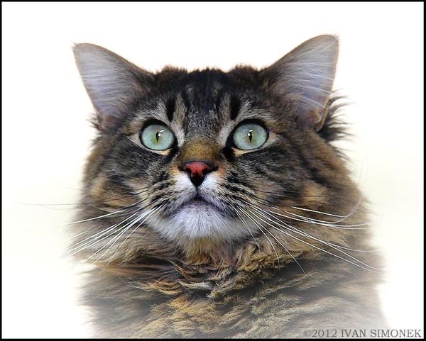 Alaskan cats: Hello cat lovers,which one do you like the best (if any ...