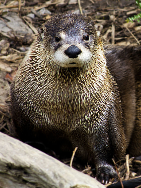 Some Photos from Slimbridge Wildfowl Trust: Just a few photographs I ...