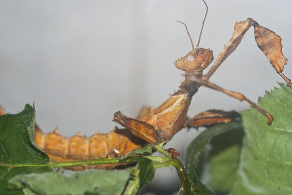 Can anyone identify this? I cannot for the life of me remember what ...