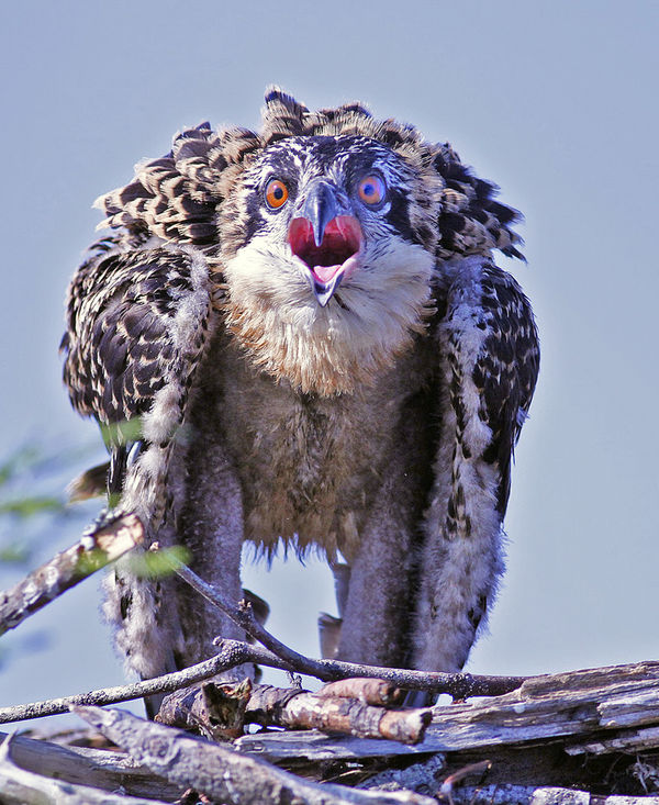 Angry Baby: This was taken several days ago in the Santee Cooper ...