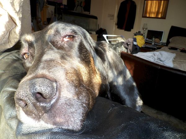 Tired.Hound: few photos of my tired hound, 7am sun streaming though the ...