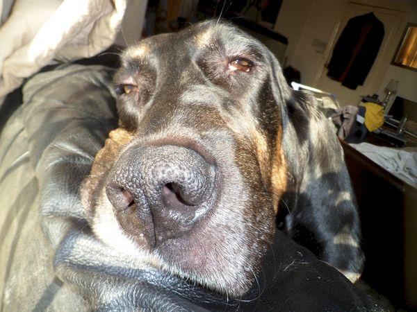 Tired.Hound: few photos of my tired hound, 7am sun streaming though the ...