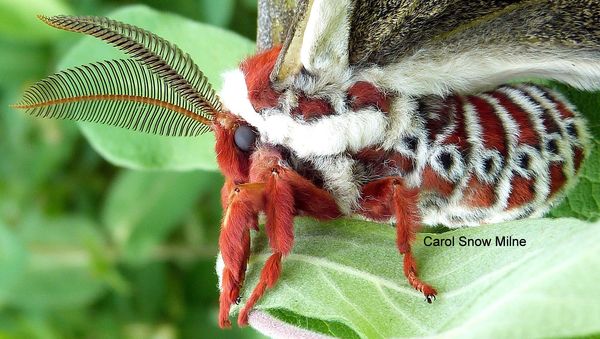 Cecropia Moth (female): Found natural in the bushes in my yard. It ...
