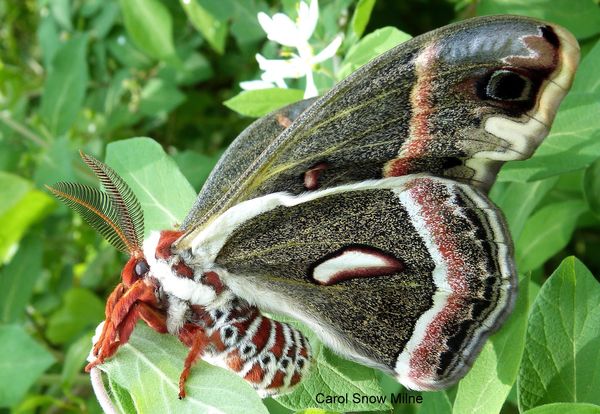 Cecropia Moth (female): Found natural in the bushes in my yard. It ...