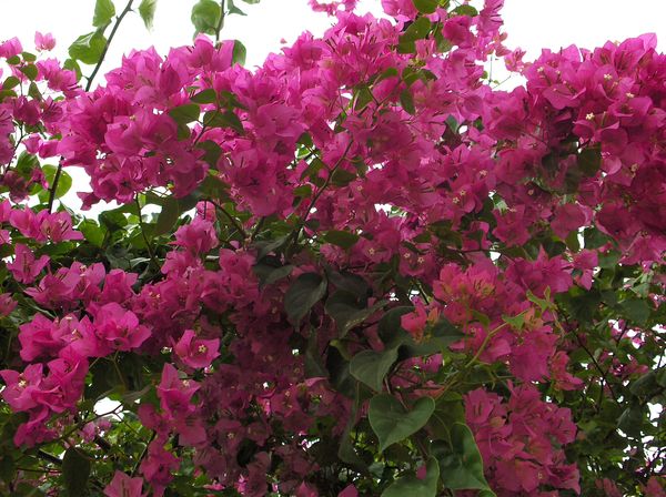 Flowers from the Philippines: Just a couple shots of native flowers in ...