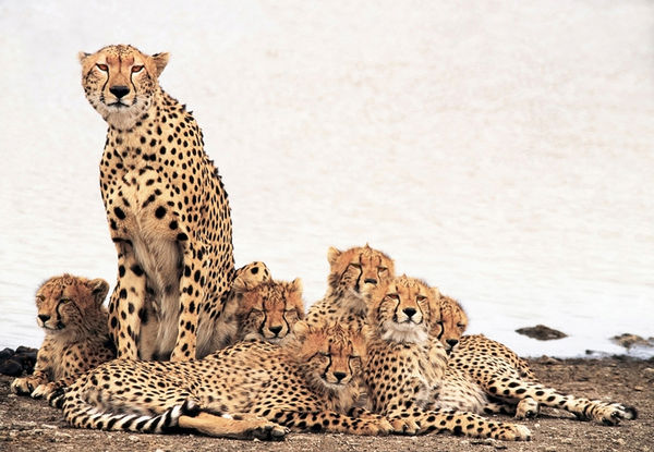 African wildlife images: These are some of my images that won in ...