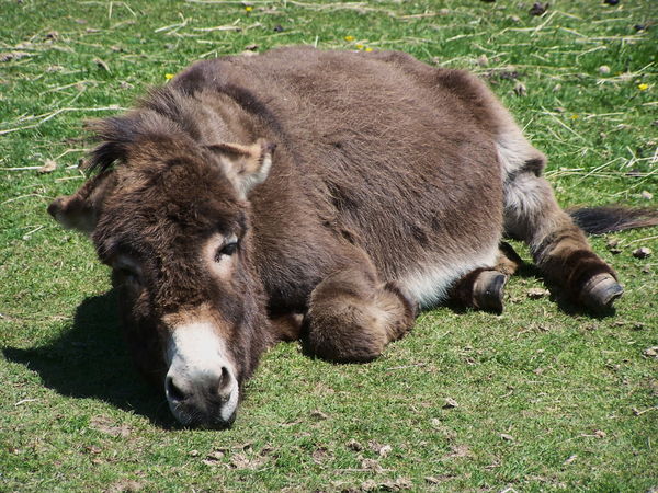 Sleepy donkey: While visiting a local donkey sanctuary a couple years ...