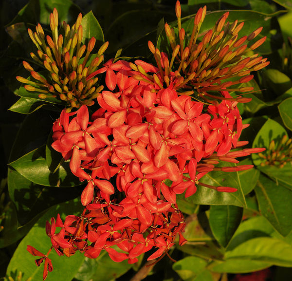 Ixora: Ixora Nora Grant...........