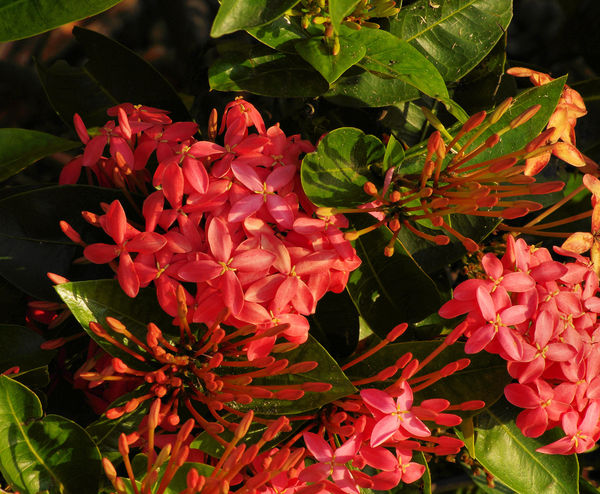 Ixora: Ixora Nora Grant...........
