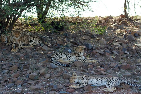 Cheetahs in the wild: I took these photos while on safari in Africa ...