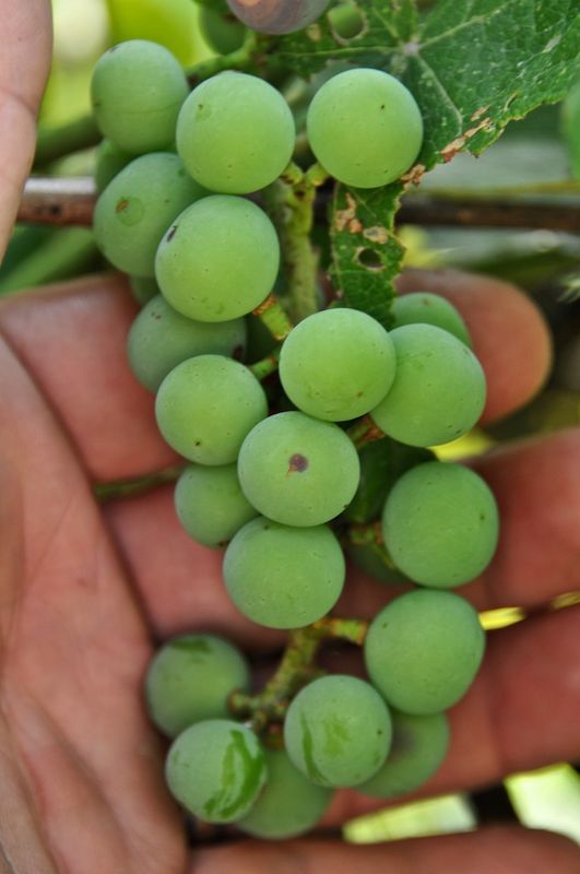 My poor Grapes :(: The leaves are very pretty,but the smallest I have ...