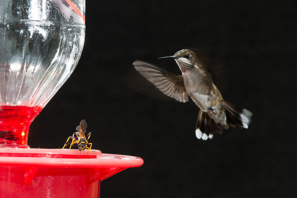 Need help with Hummingbird photography: Trying to get some shots of ...