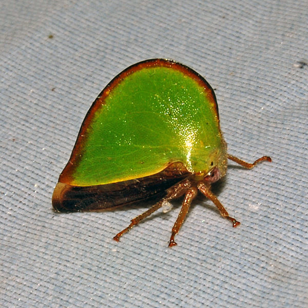 Strange Treehoppers: Here is a sample of the strangely shaped ...