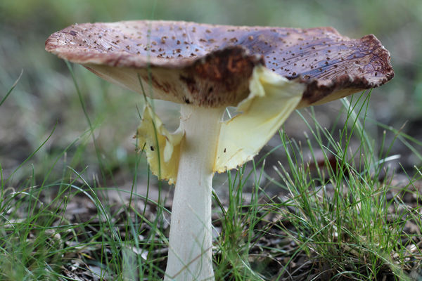 Shrooms around yard: Been neglecting my camera lately and I saw these ...