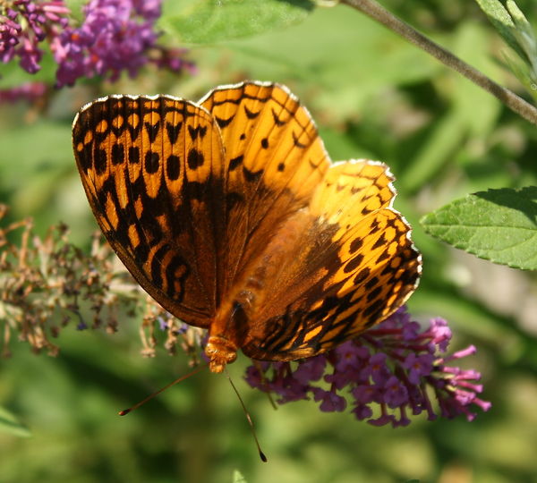 some more butterflies: Lots of them to pick from today. Here are my ...