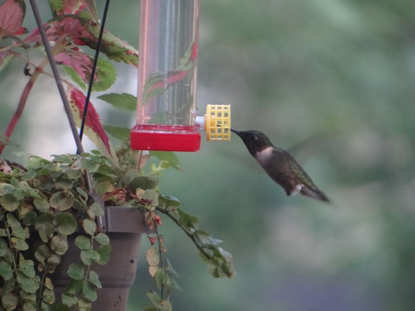 Hummingbirds & camera settings: I am attempting to learn more about the ...
