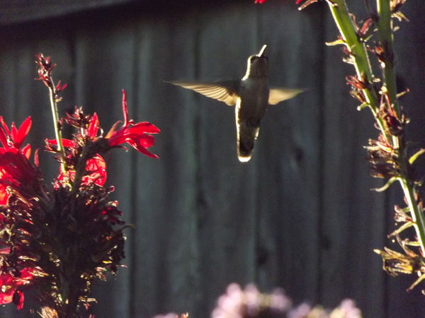 Hummingbirds & camera settings: I am attempting to learn more about the ...