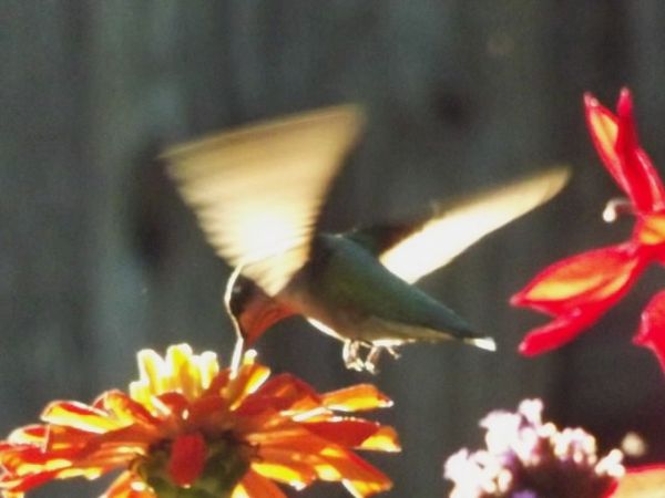 Hummingbirds & camera settings: I am attempting to learn more about the ...
