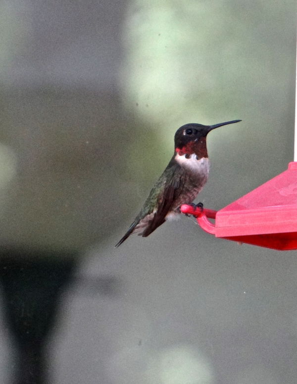 Hummingbirds & camera settings: I am attempting to learn more about the ...