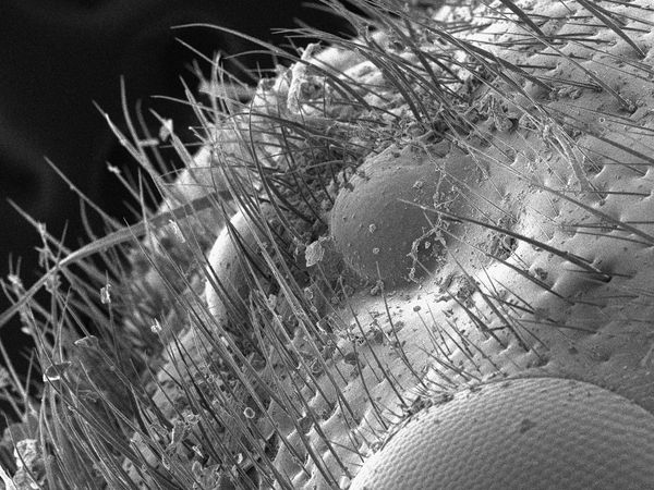 Scanning Electron Microscope: My first time using a SEM. Images of a ...