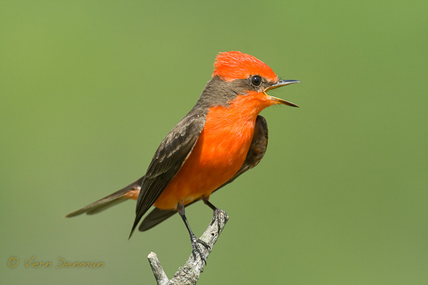 Vermillion: Besides using food and water to attract birds, I sometimes ...