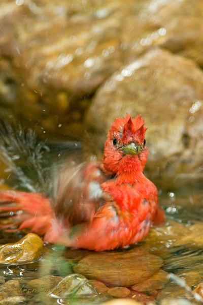 Vermillion: Besides using food and water to attract birds, I sometimes ...