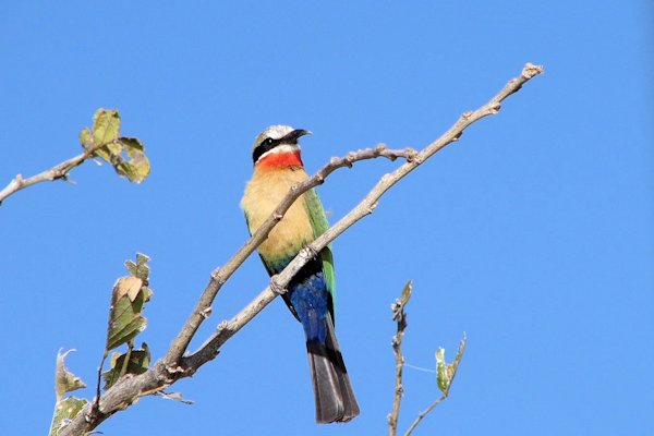 Photo Safari in Botswana, Africa: Some of my favorite animal and bird ...
