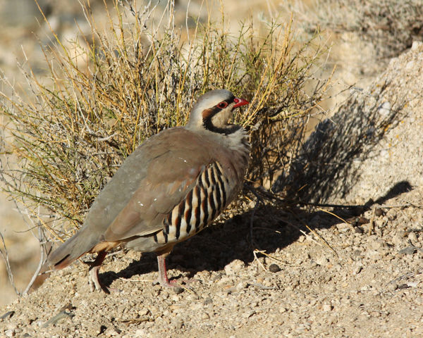 Chukar: I have been out in the dry NV mountains where the drought is ...