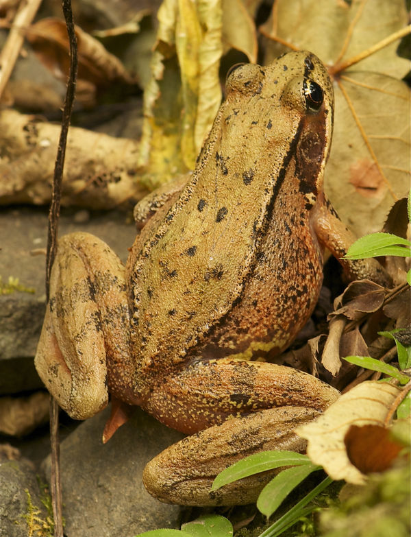 Nature's Camo: This guy startled me as I was climbing over a few rocks ...