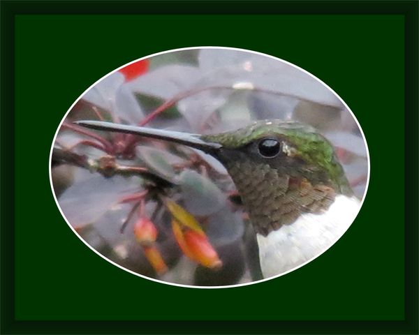 Our Hummingbirds: The Hummingbirds are putting on a show this year. I ...