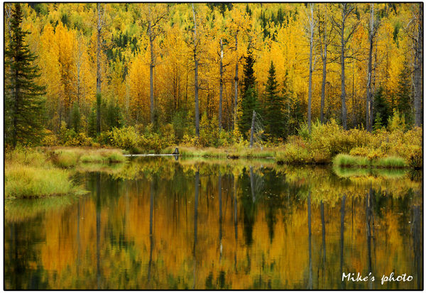 Alaskan fall scenes, more of it. Mike's photo: Some more fall scenes of ...