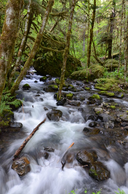 Fall Creek Falls, Oregon: Tons of short hikes to various waterfalls are ...