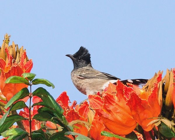 India - Red Vented Bulbul: Thought he made a lovely picture atop the ...