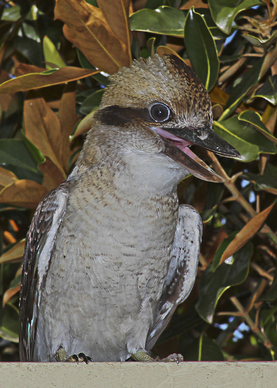 Gasping for breath: It was 38C here today, cooller than yesterday (42C ...
