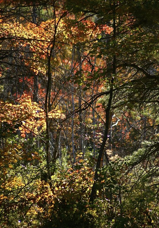 Autumn Leaves: Not at full height , but foliage in my town today.