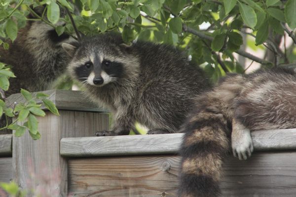Raccoons: First sightings of Raccoons in 9 yrs.