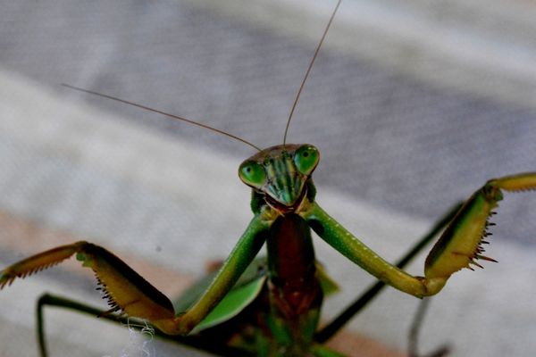 Preying Mantis Fighting Pose: My Border Collie was after something and ...