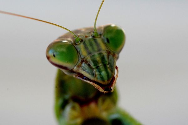 Preying Mantis Fighting Pose: My Border Collie was after something and ...