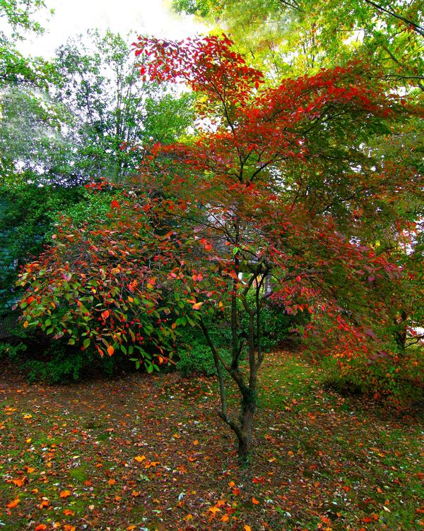 Dogwood Fall Colors: I took this photo of our colorful Dogwood tree in ...