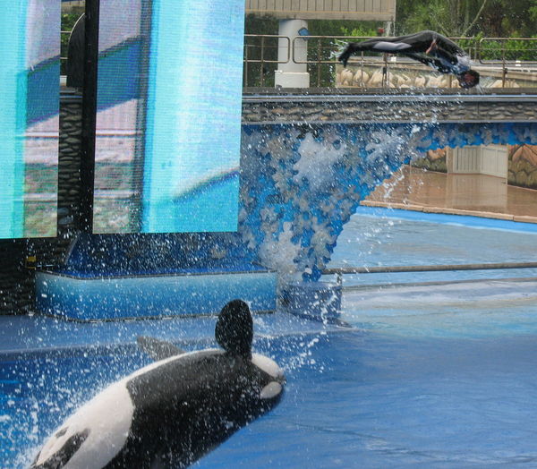 Challenge Letter 'J' Thursday10-03 to Sunday 10-06 (Page 10): Shamu the ...