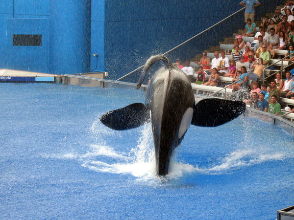 Challenge Letter 'J' Thursday10-03 to Sunday 10-06 (Page 10): Shamu the ...