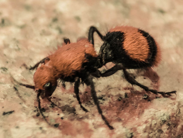 does anyone know what kind of ant this is? Giant ant.