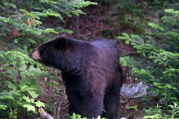 Vermont Black Bear #2: She is traveling with a large boar. It is now ...