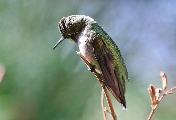 Hummers Migrating Through: We haven't seen any hummingbirds around our ...