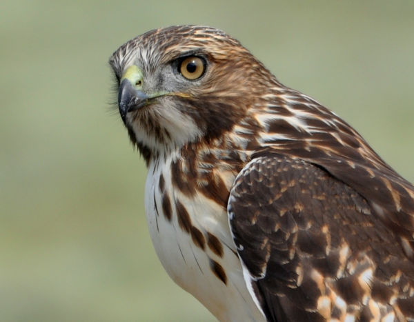 Young red tailed hawk: Young red tailed hawk...