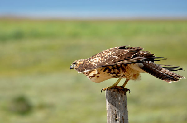 Young red tailed hawk: Young red tailed hawk...