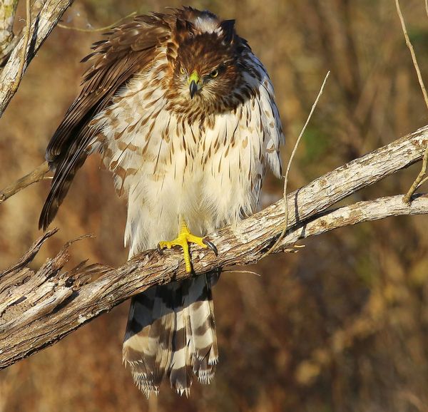 Cooper's Hawk in the golden hour: These were taken yesterday morning ...